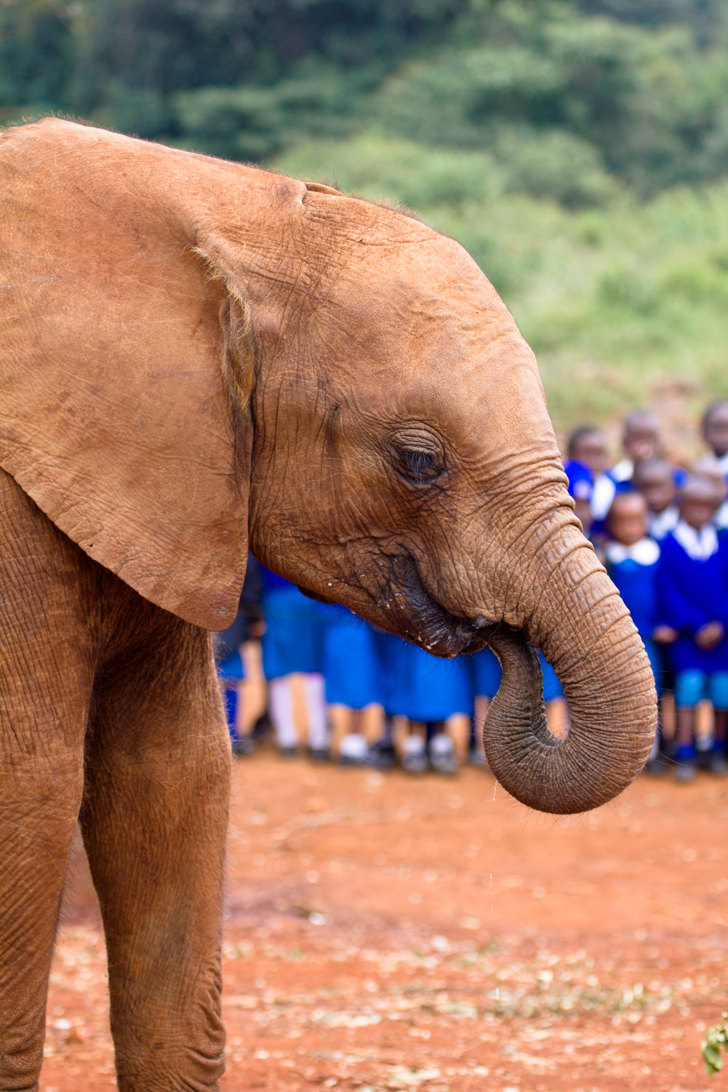 Photos de bébés éléphants